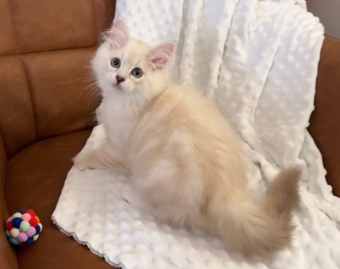 Available Kittens – The RagaMuffin Cat